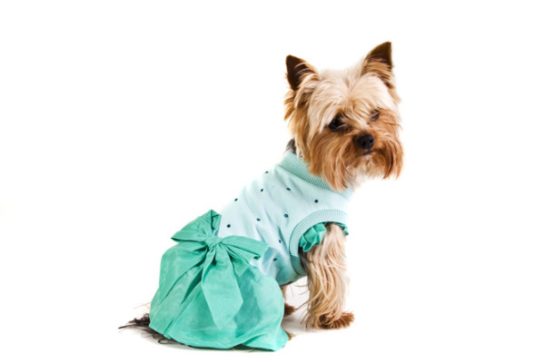 Materiais para modelagem de roupas pet