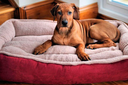 Costura pet: Quais os tecidos usados na