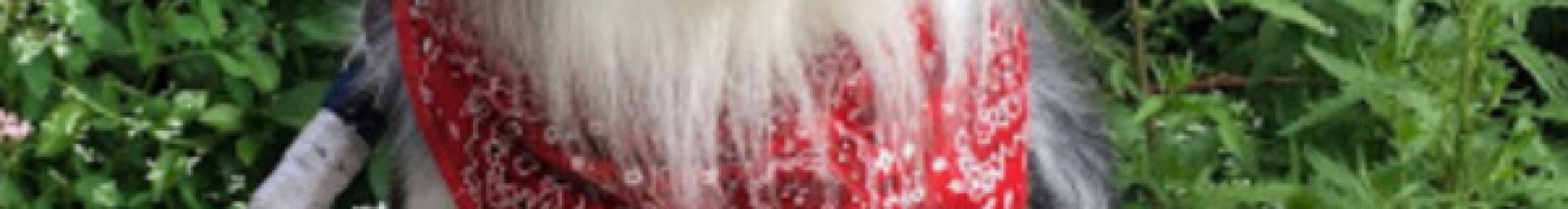 Bandana tradicional para pets